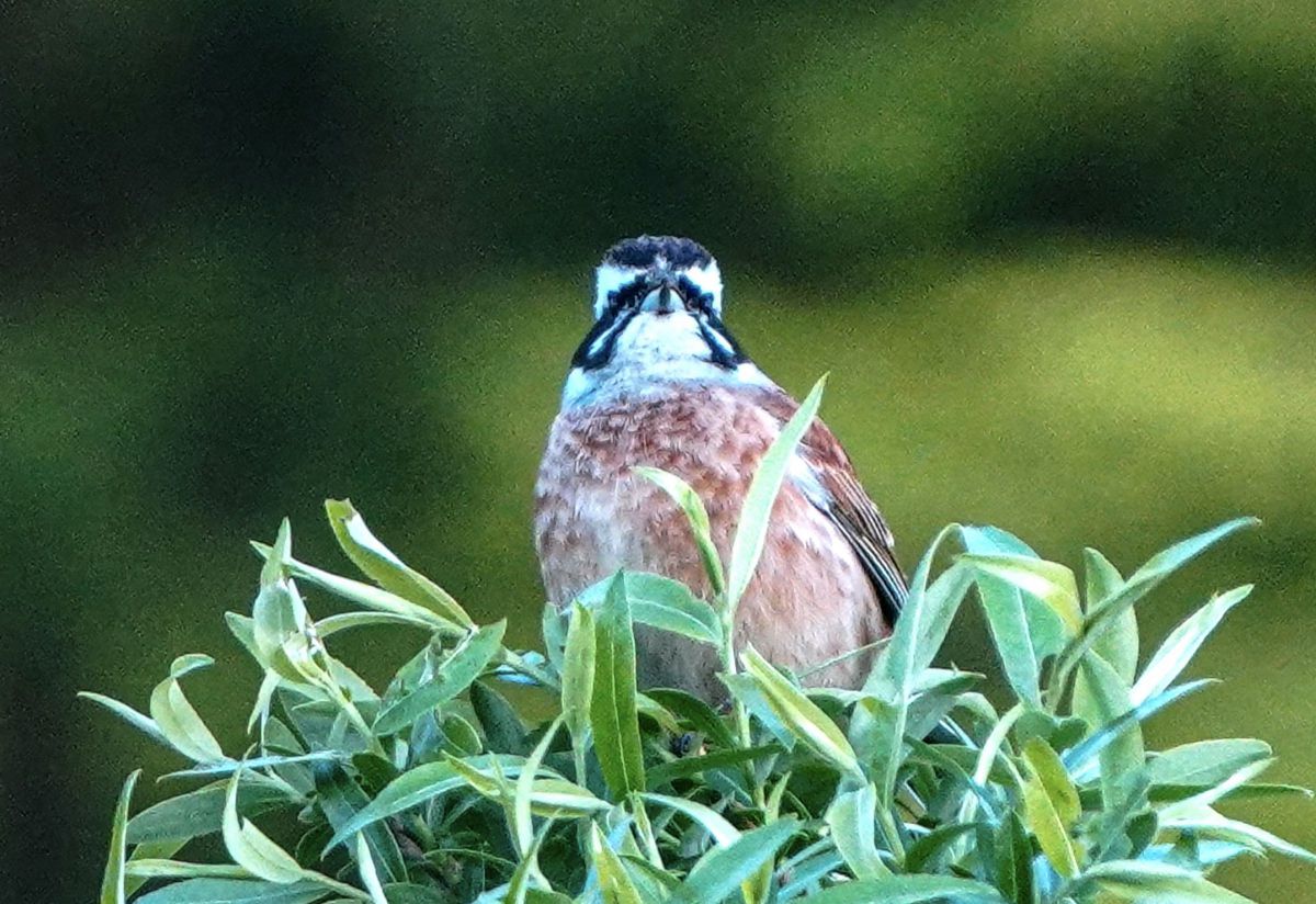 いないいないば〜 | GANREF