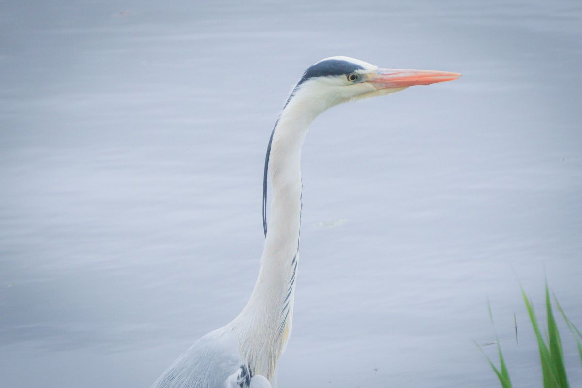 美しくしなやかに〜 | GANREF