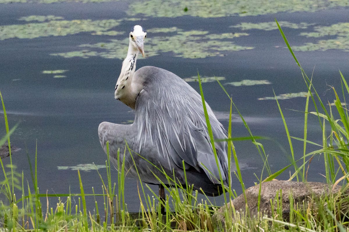 ジロリ！ なんか用か？ | GANREF