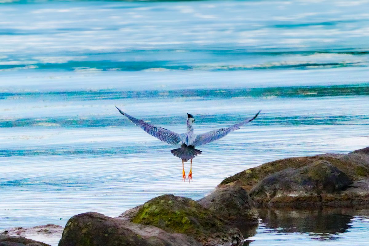 私はだ〜れ 多分、ゴイサギ？ | GANREF