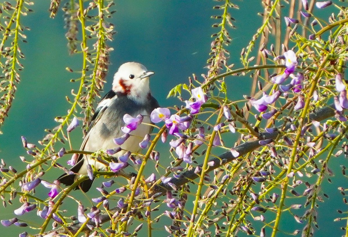 かわいいでしょ ️ | GANREF