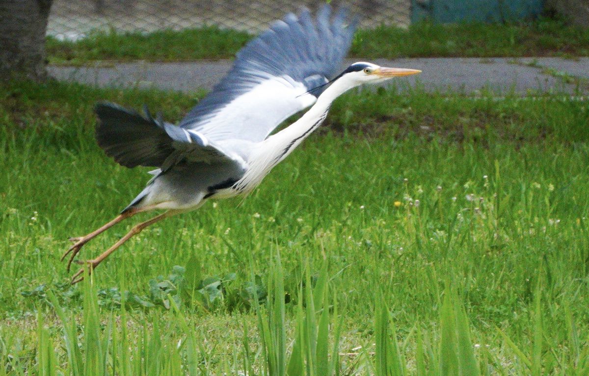 行くぞーっ ‼️ | GANREF