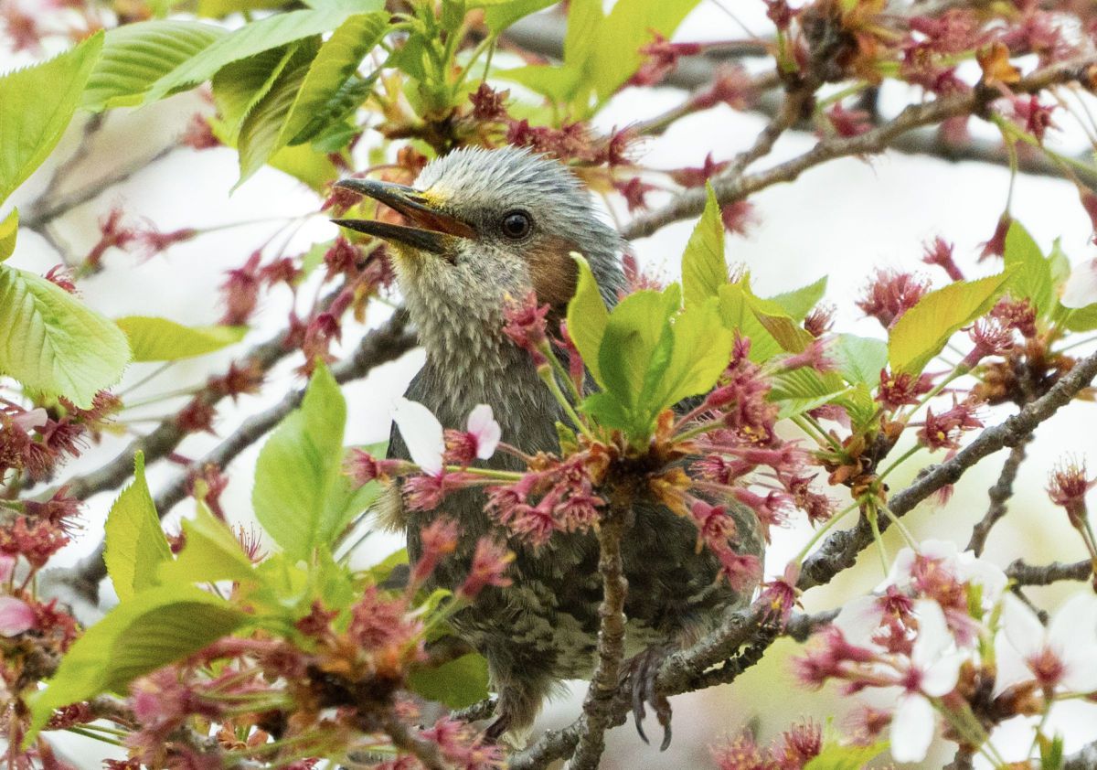 ヒヨドリ | GANREF