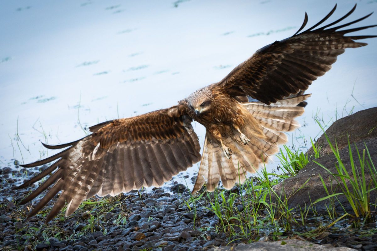 逃さんぞ‼️ | GANREF