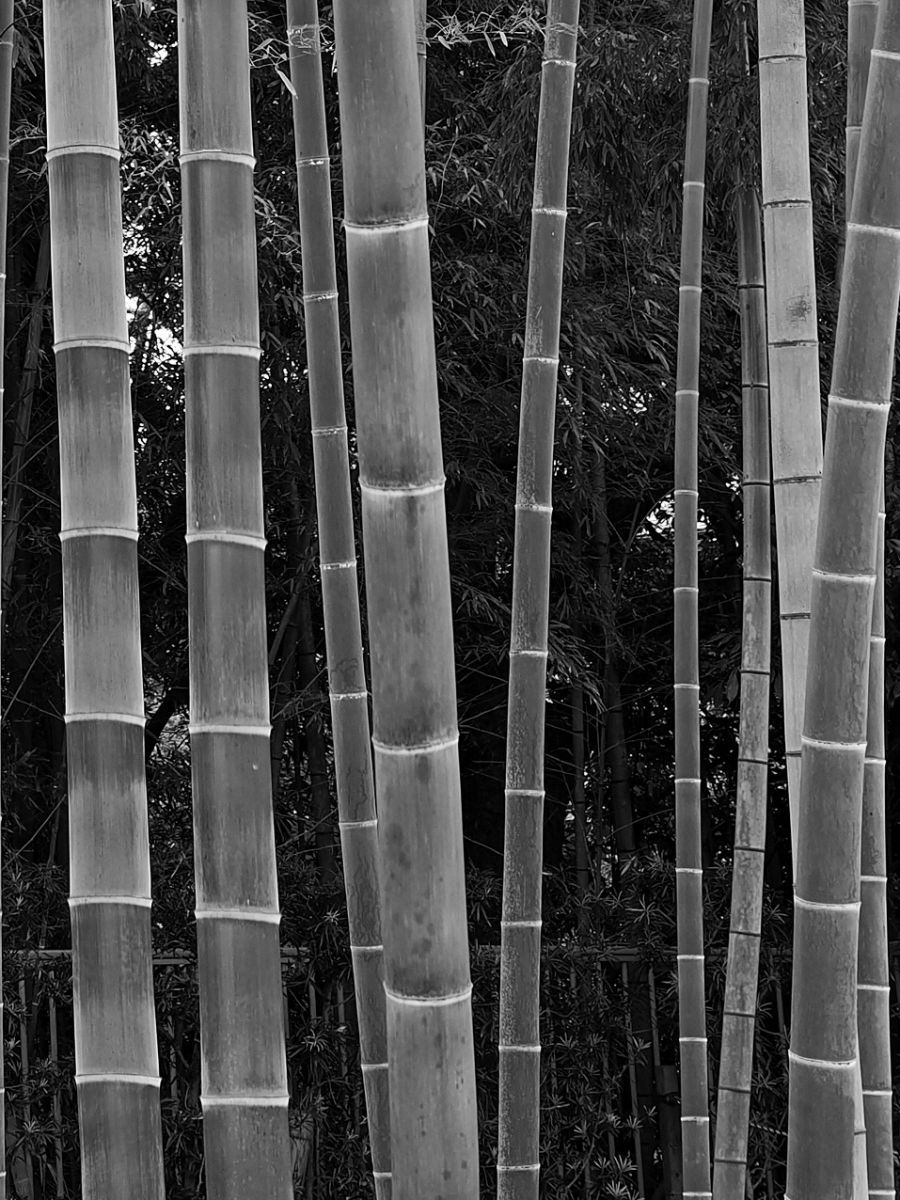 bamboo | GANREF