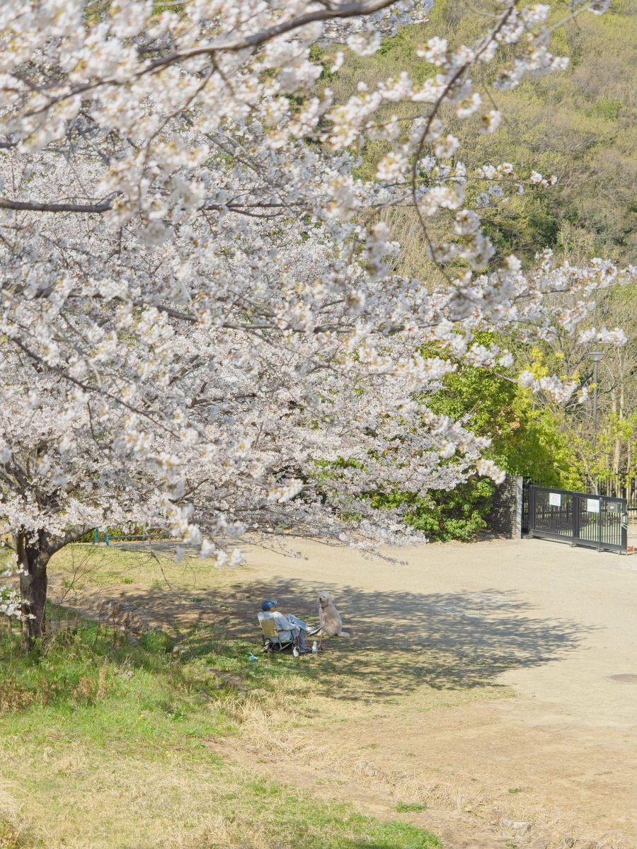 ずっといっしょにいたいワン！ | GANREF