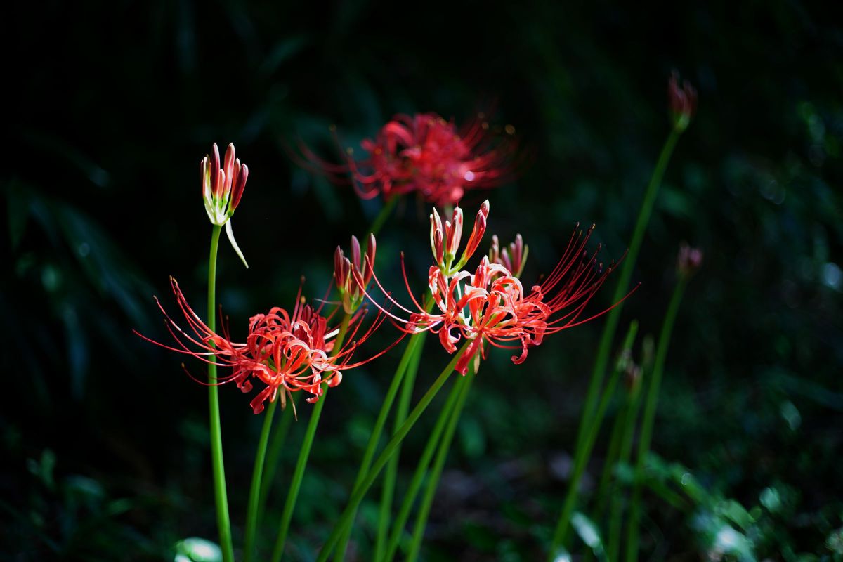 Late Summer Spotlight | GANREF