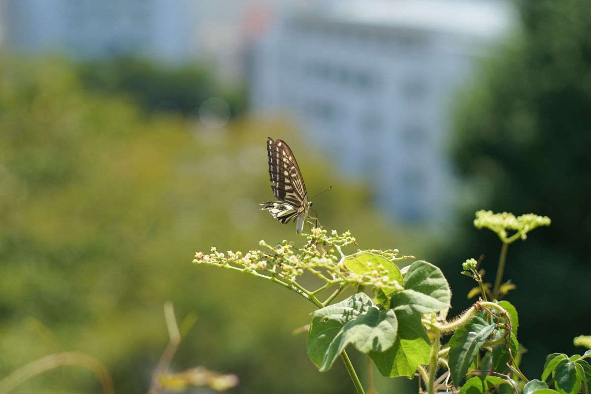 Rest in town | GANREF