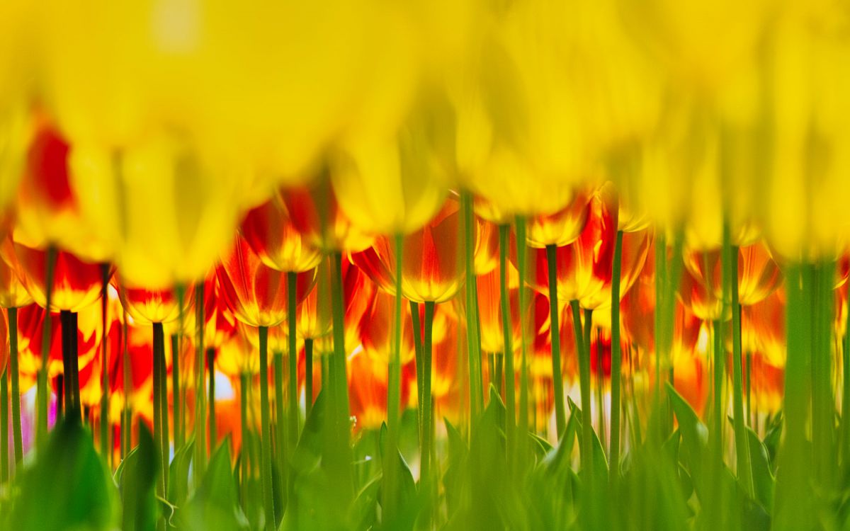 Spring Color | GANREF