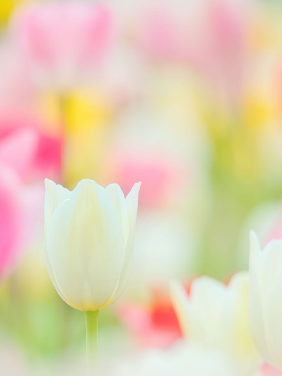 pastel color | GANREF