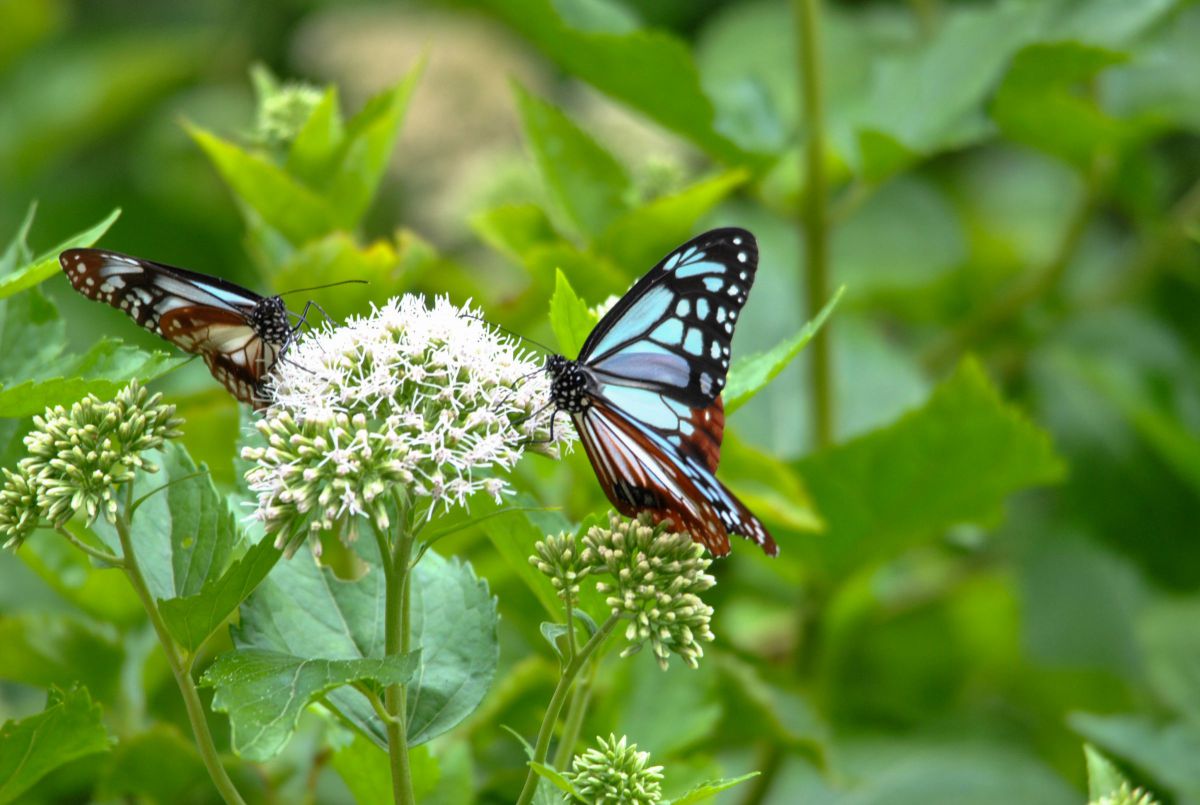 アサギマダラ | GANREF