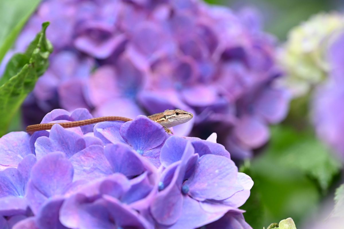 ぼくのおうち、きれいでしょ！part1 | GANREF