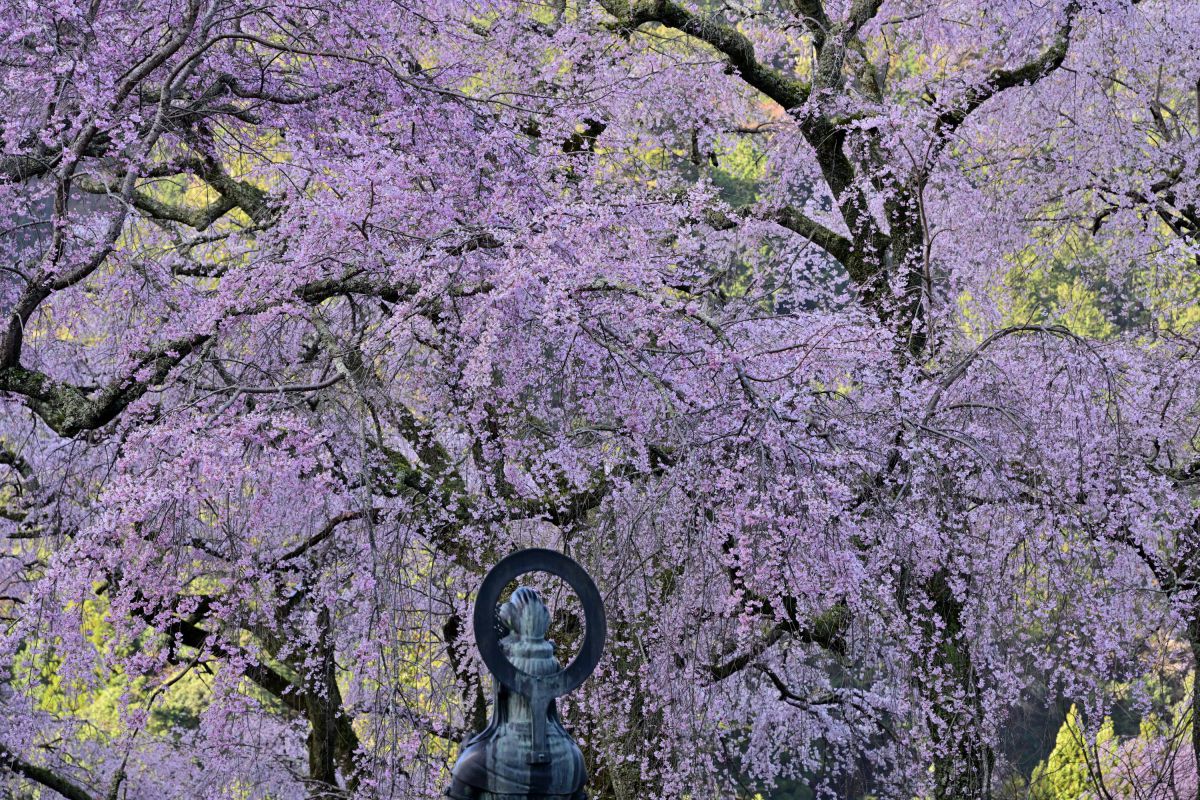 ～身延の桜～2024 | GANREF