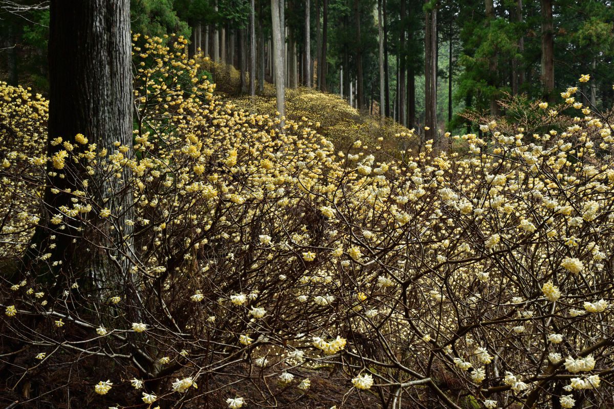 ミツマタの森2023 | GANREF
