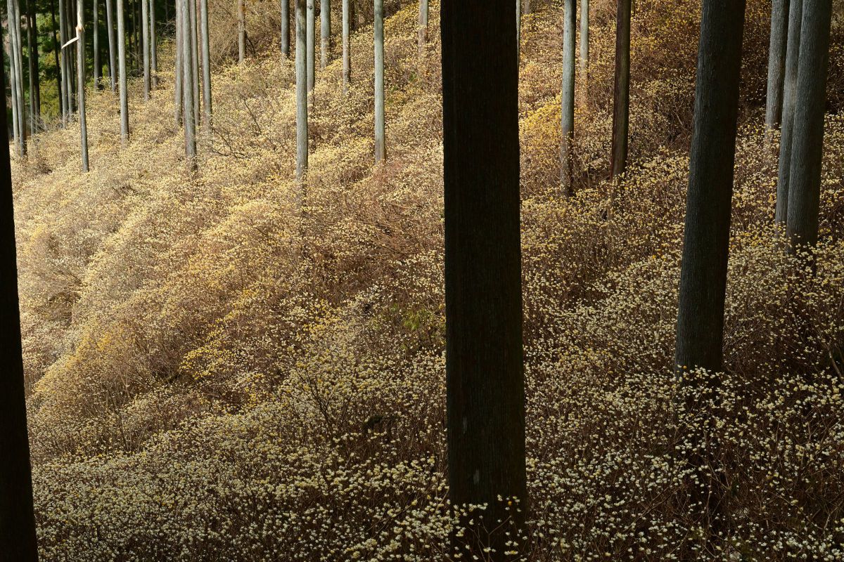 ～森の春～2025 | GANREF