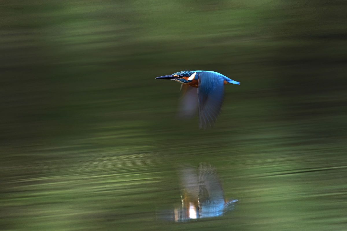 スローシャッターの飛翔A | GANREF