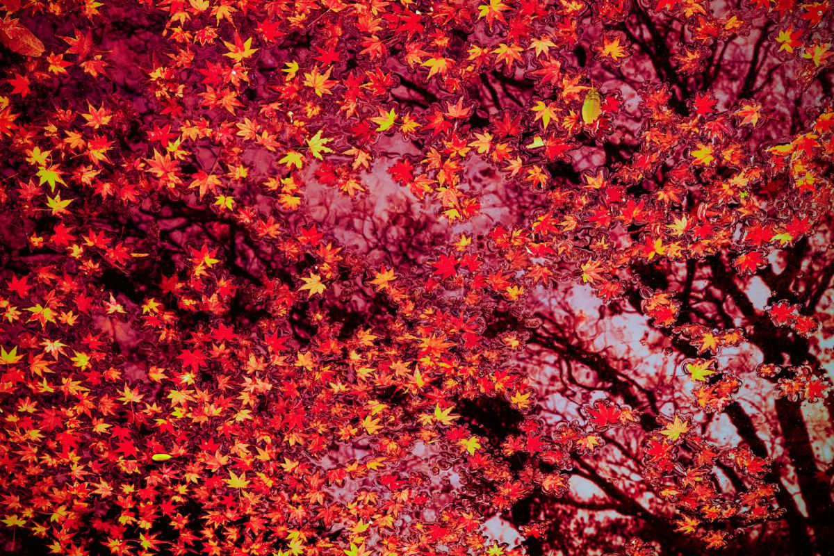 Autumn pattern | GANREF