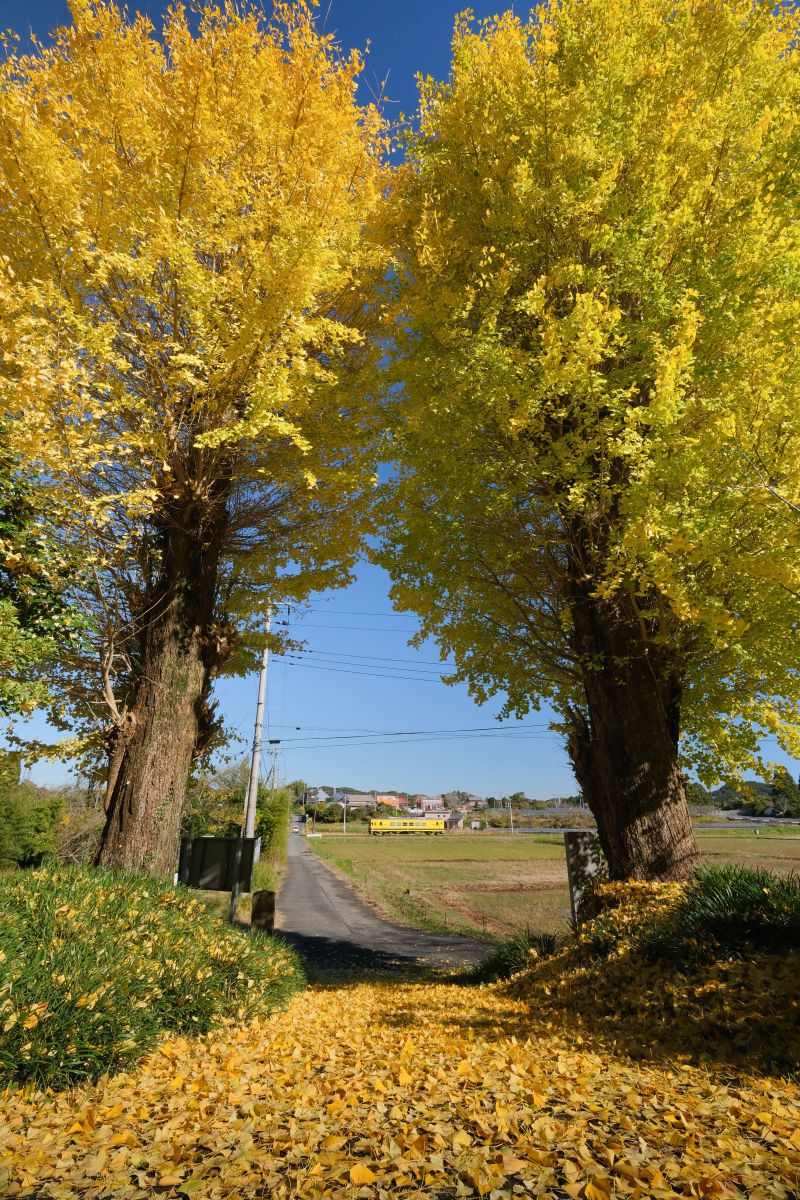 YELLOW DAYS | GANREF