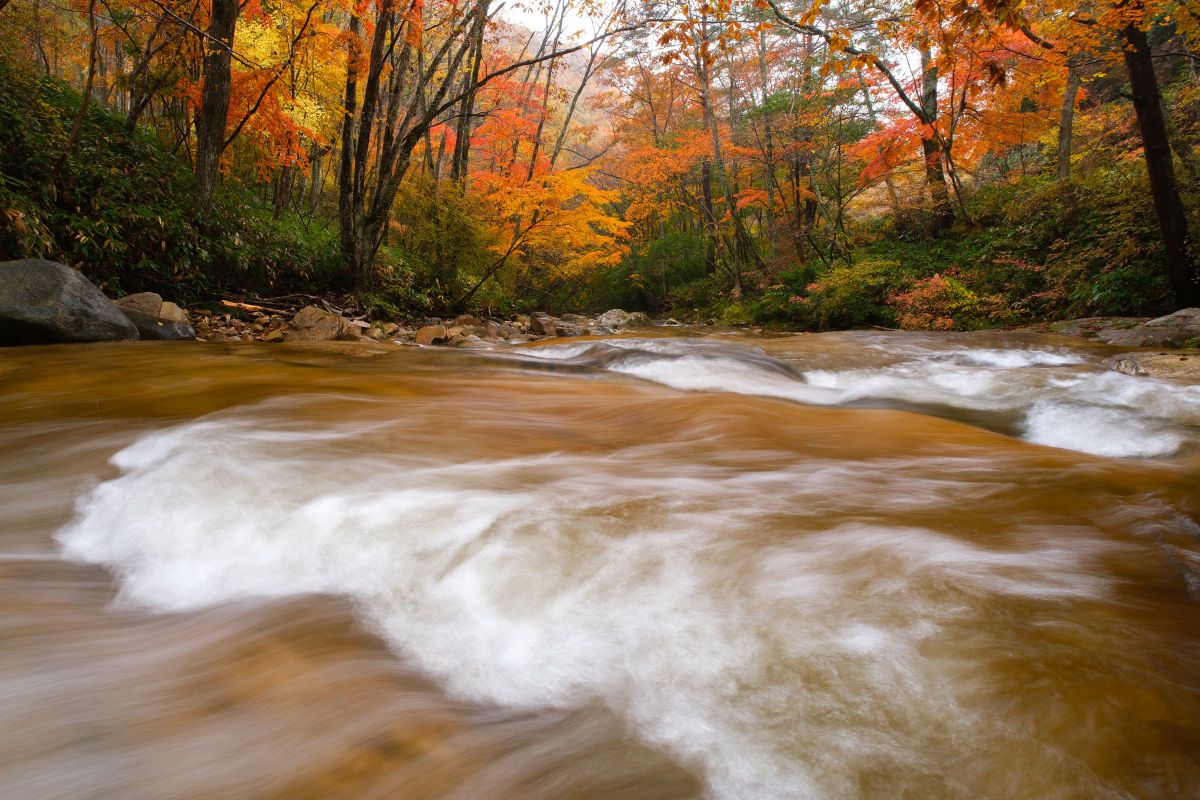 Autumn Flow | GANREF
