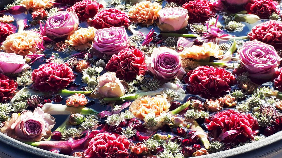 Lots of flowers | GANREF