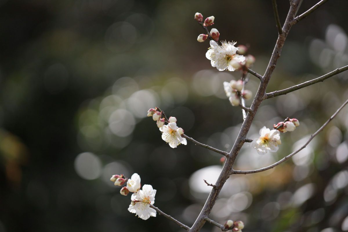 春の訪れ07 | GANREF