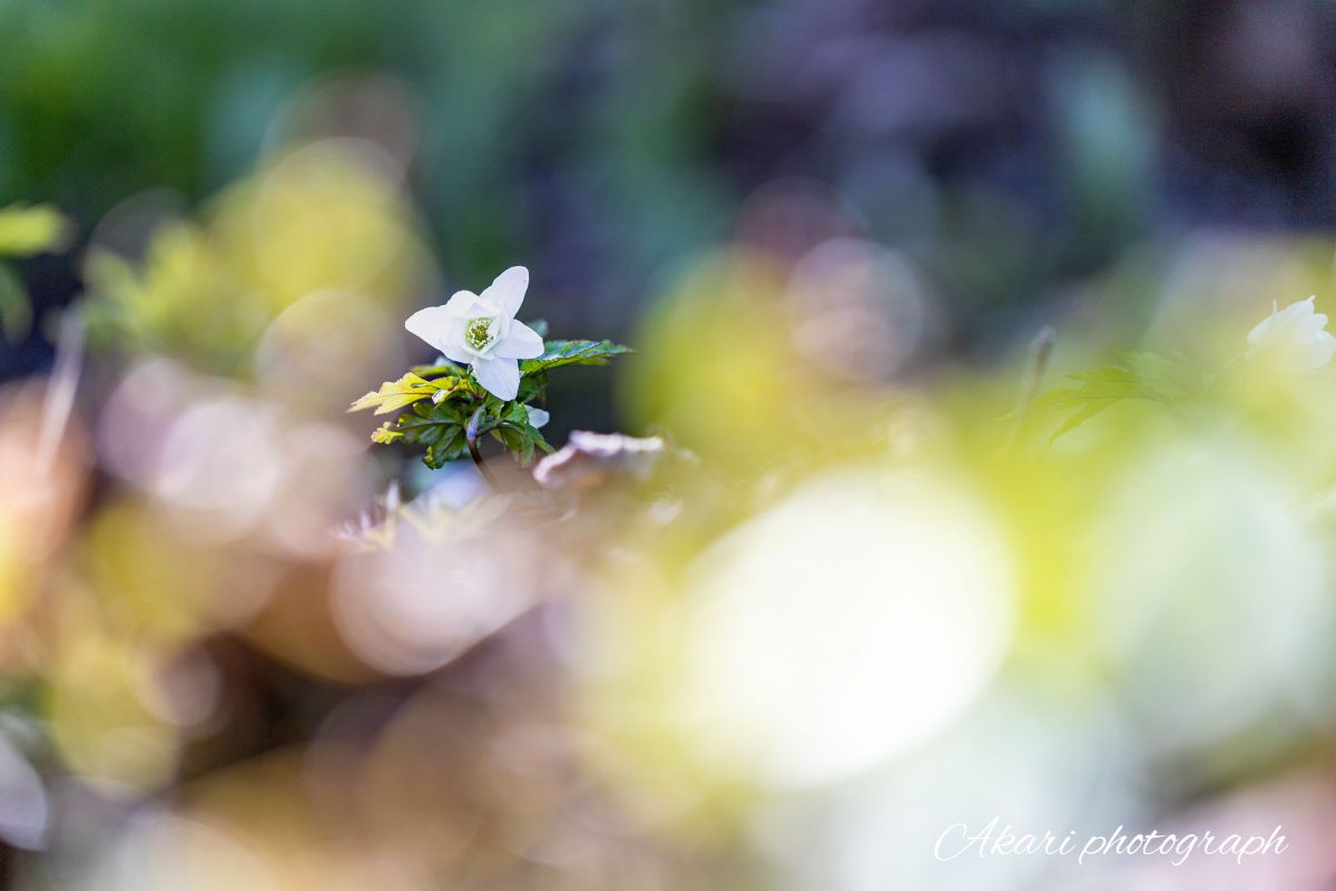 One's life force | GANREF