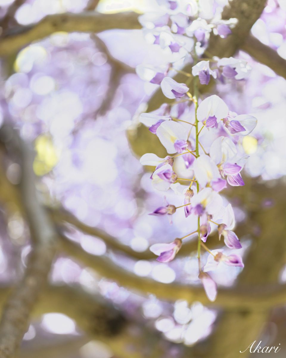 Jewel Wisteria | GANREF