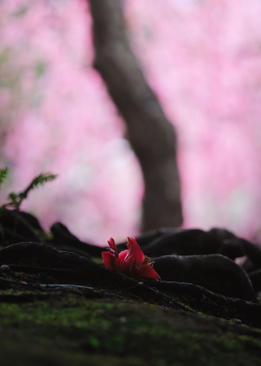 昇天 命翔け上がる.jpeg | GANREF