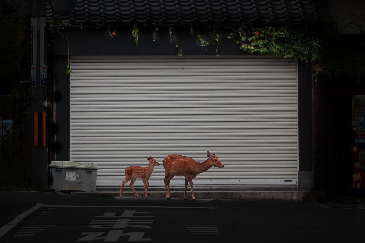 親子でGO | GANREF