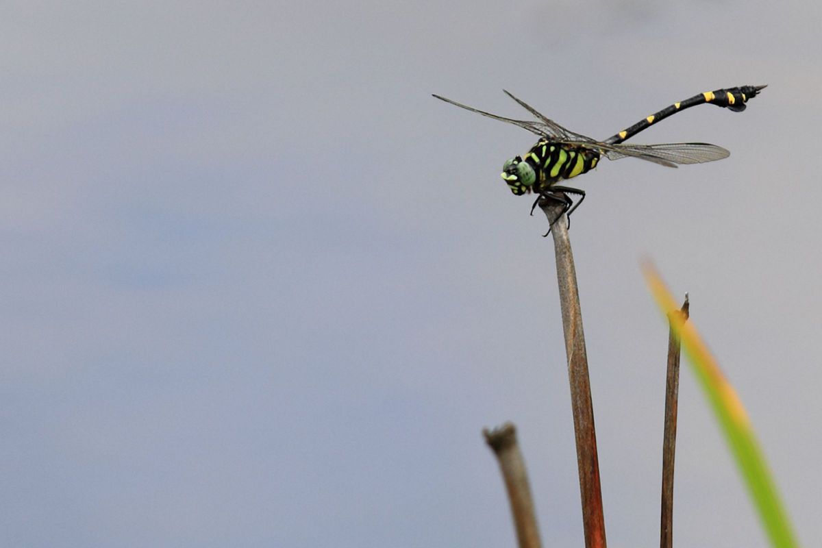 King of insect | GANREF