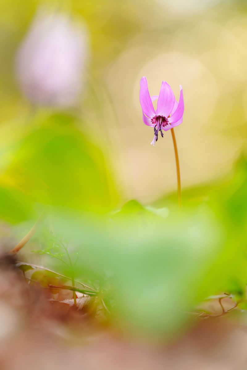 春の妖精 | GANREF