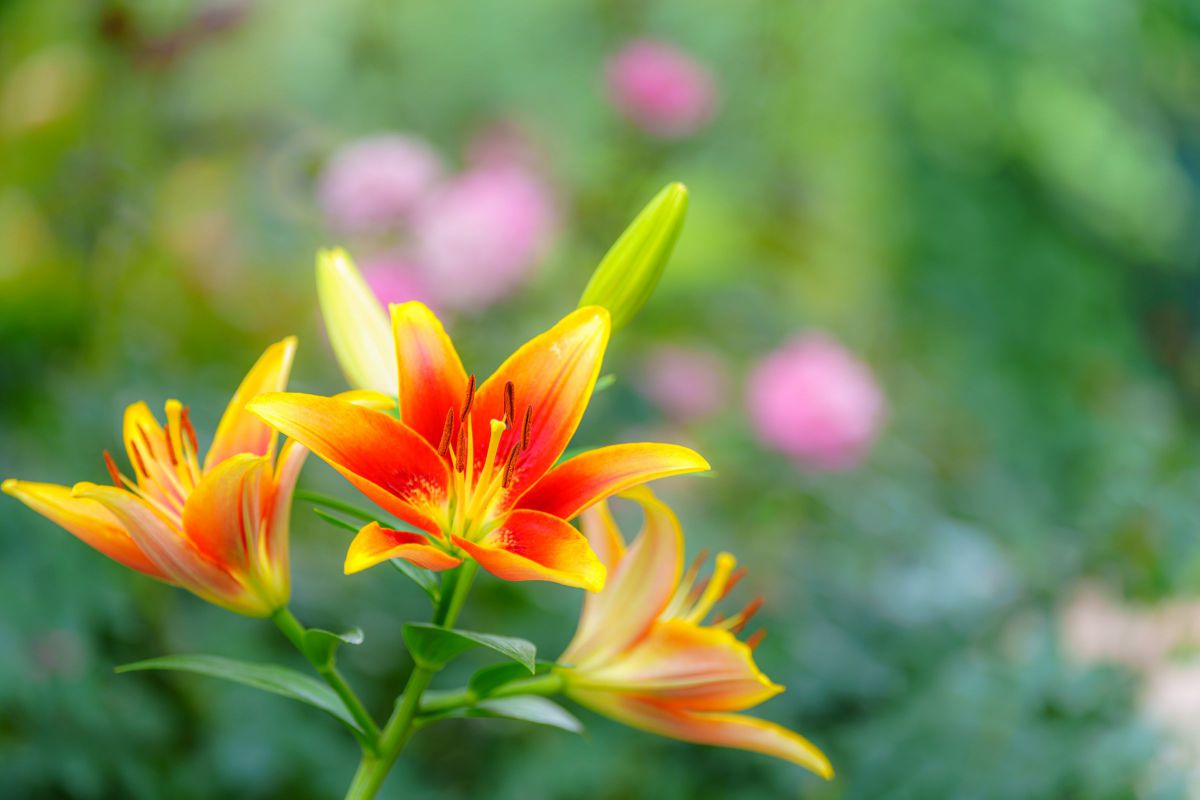 red & yellow | GANREF