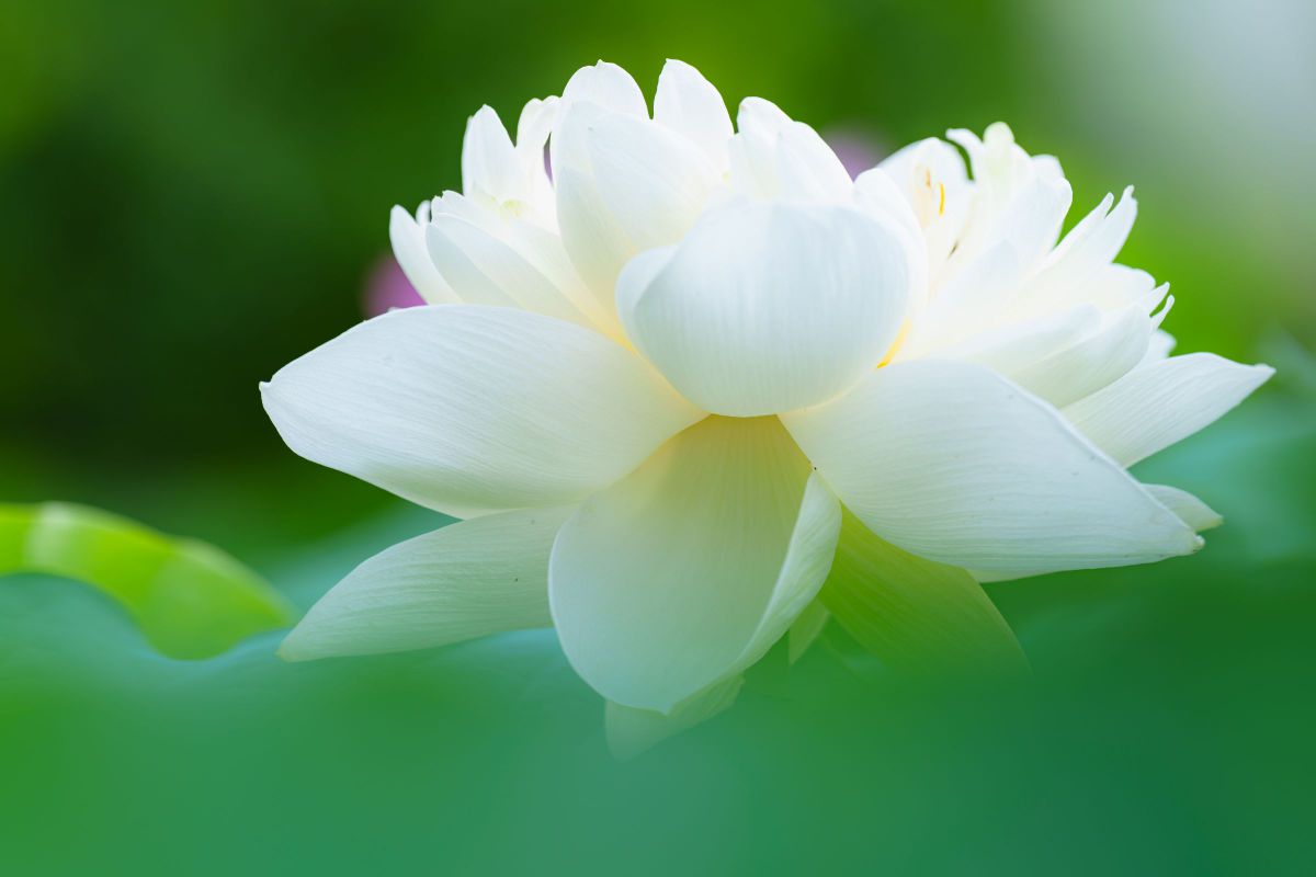 white & green | GANREF