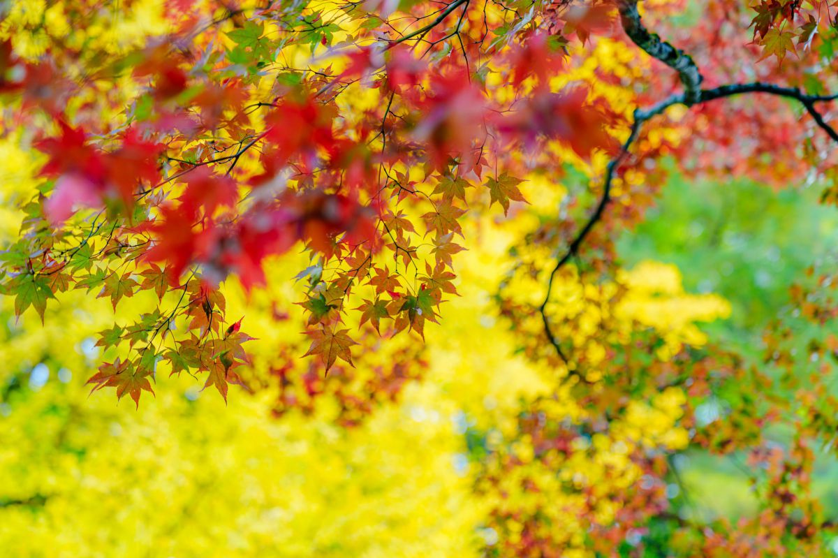 red & yellow & green | GANREF