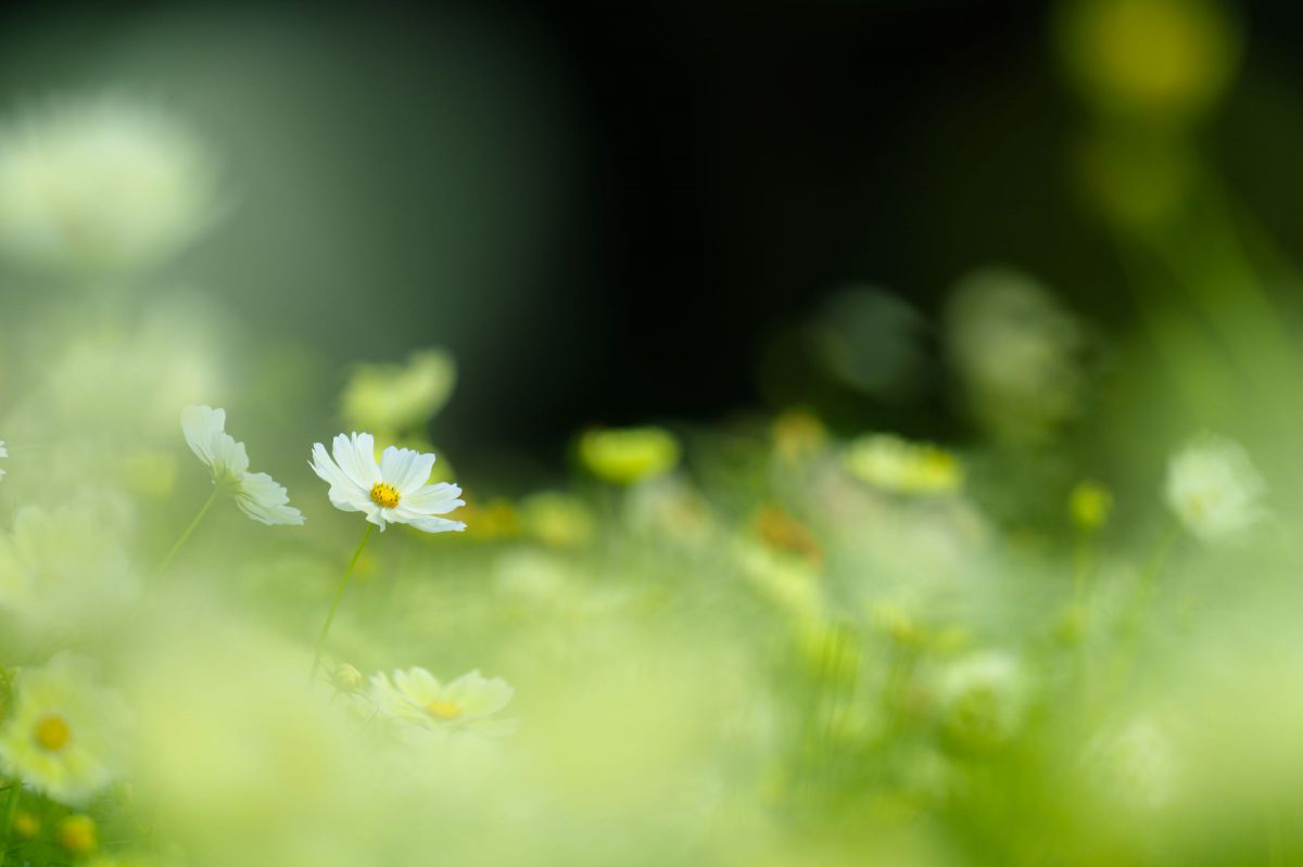 yellow garden | GANREF