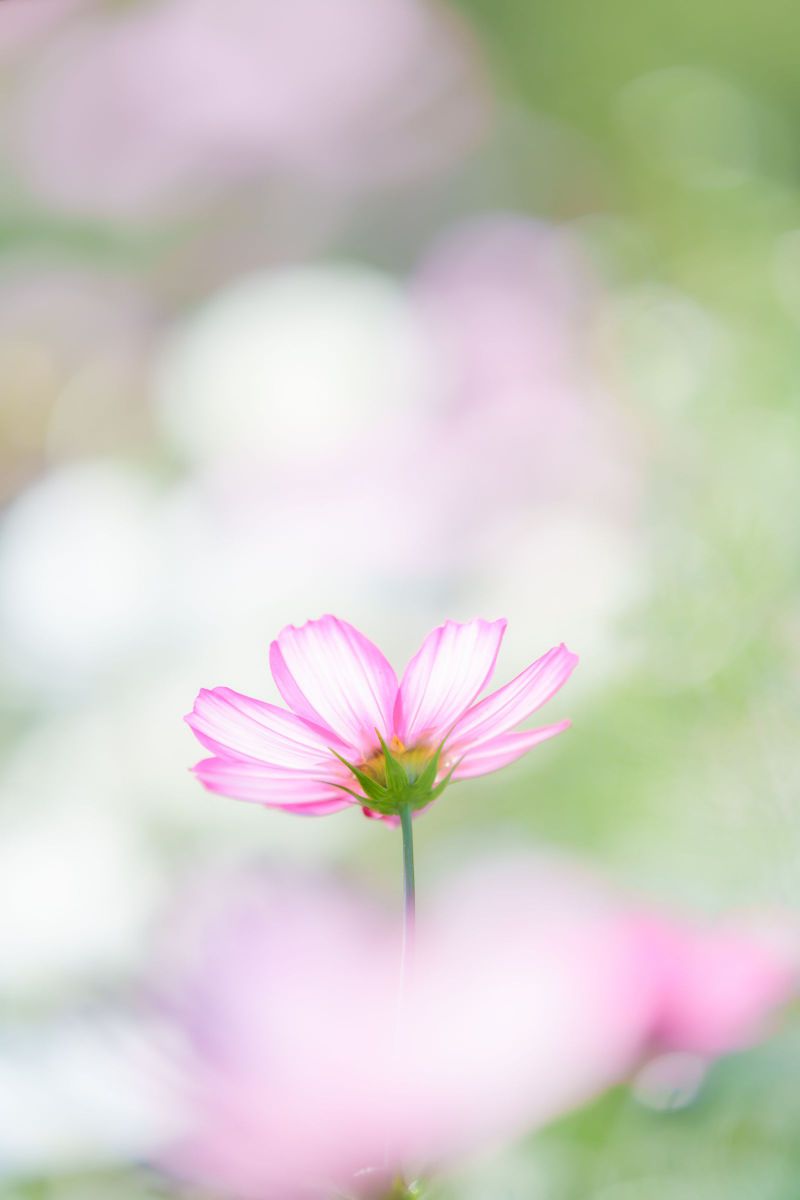 pink & white | GANREF