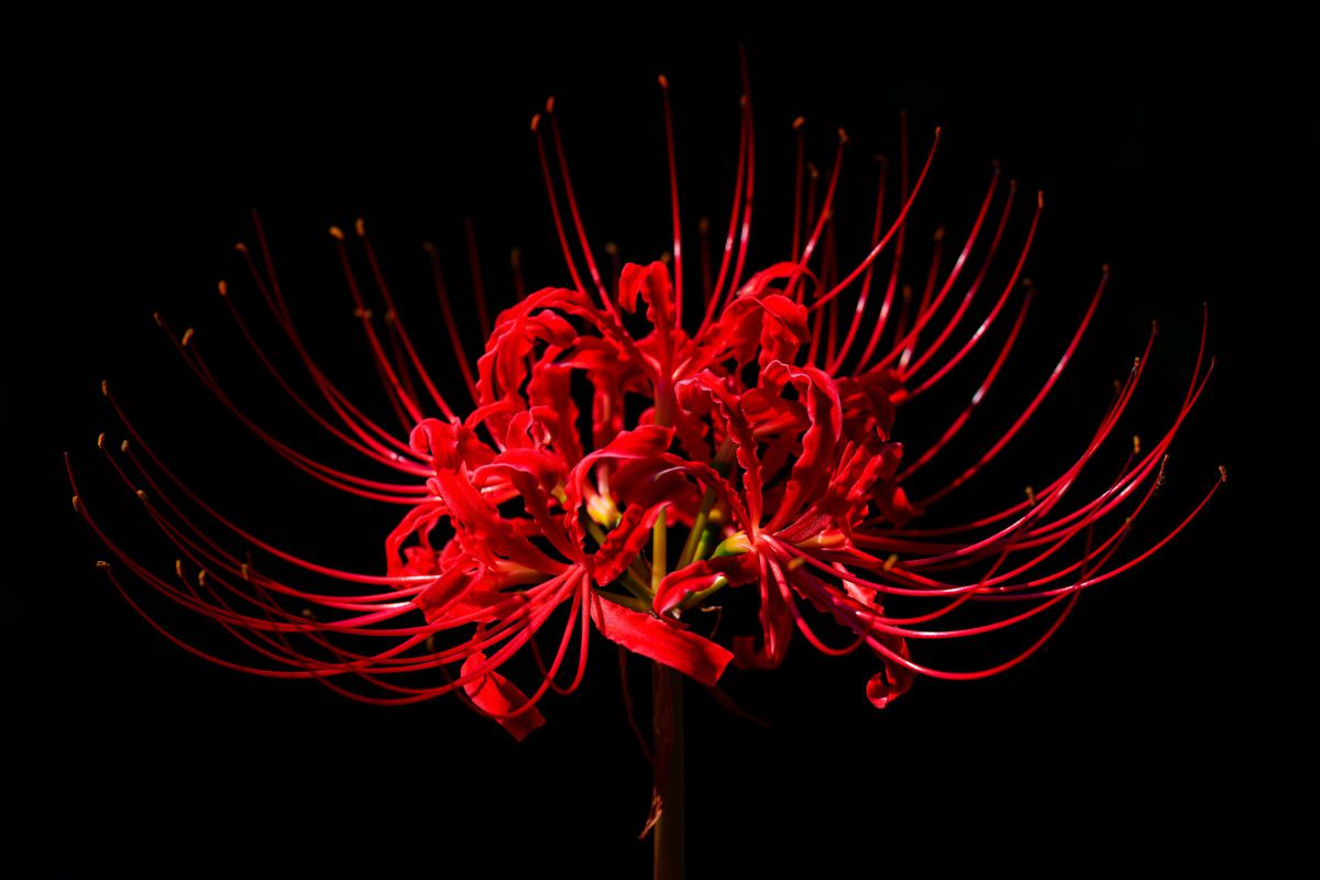 black & red | GANREF