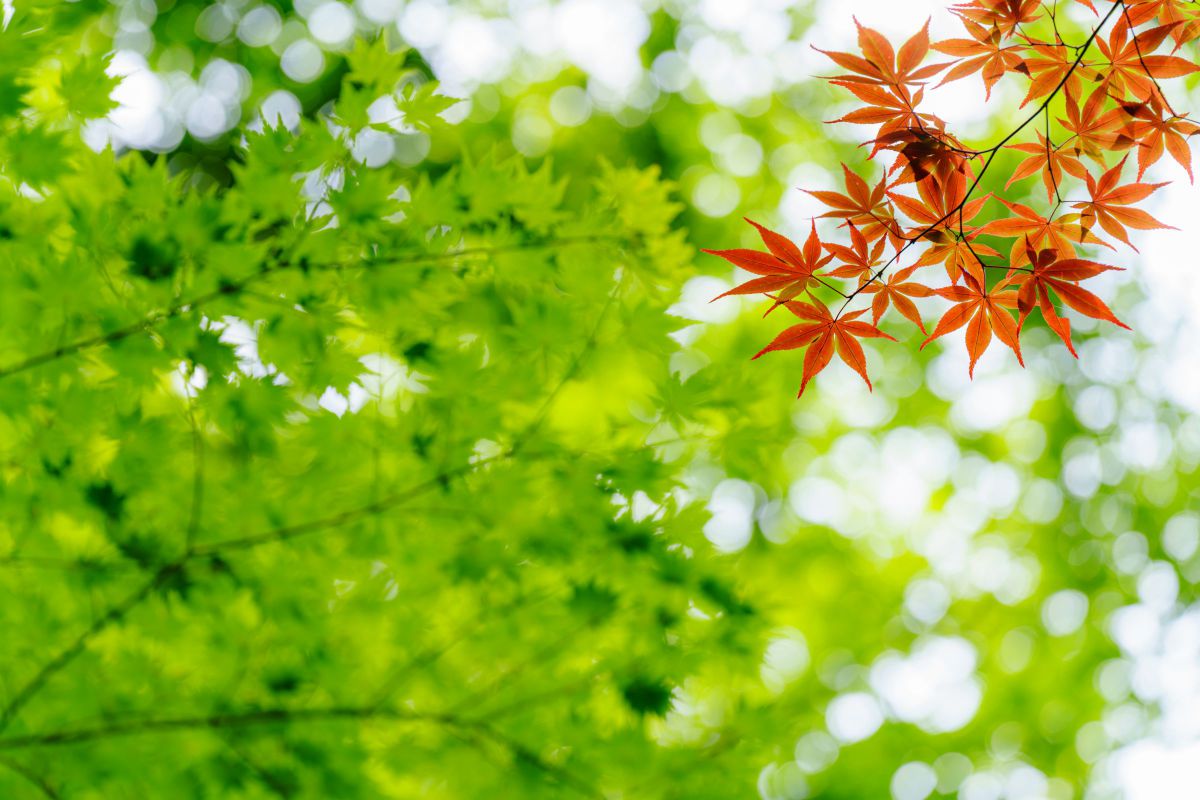 green & red | GANREF