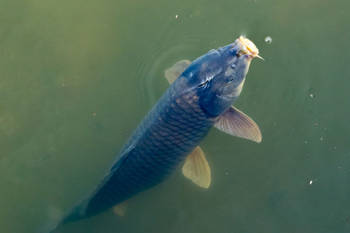 いただきま〜す | GANREF