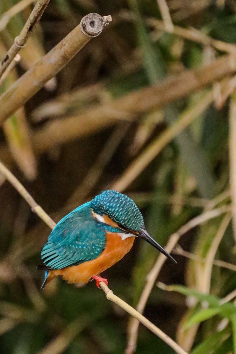 じーっと | GANREF