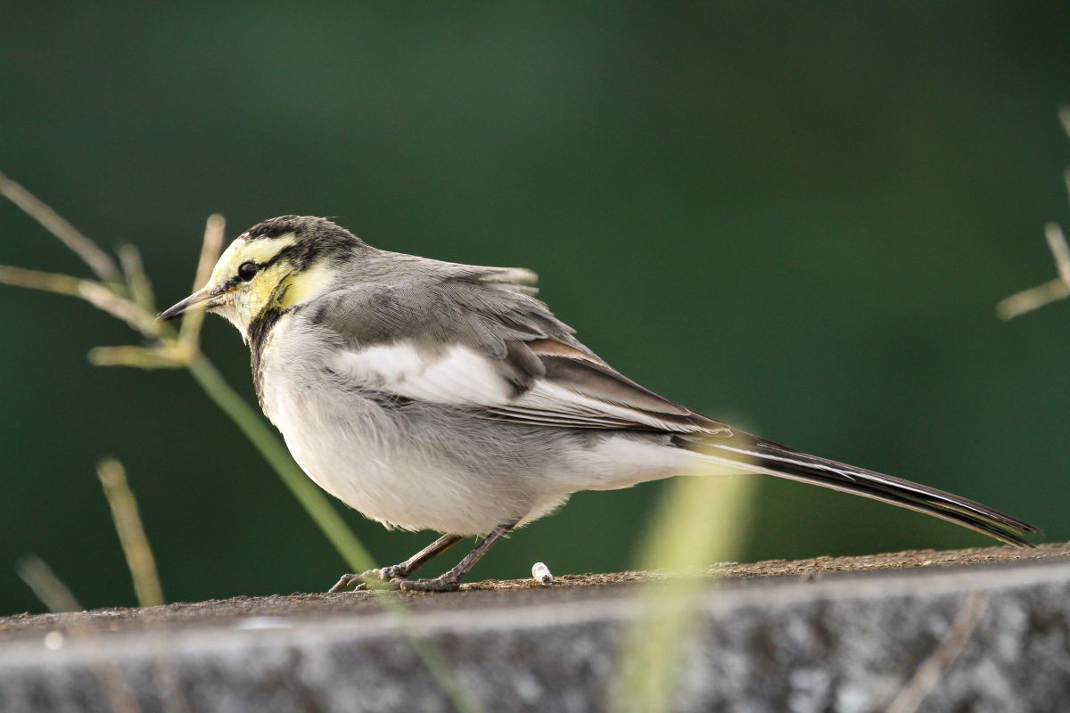 水面を見つめる | GANREF