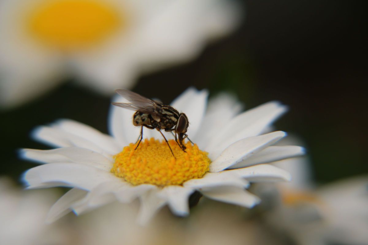 朝といえば | GANREF