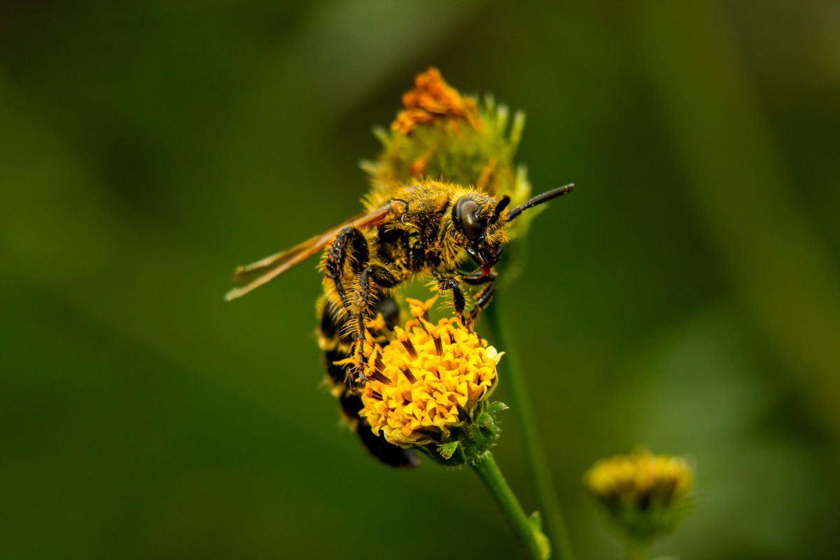 小春日和 | GANREF