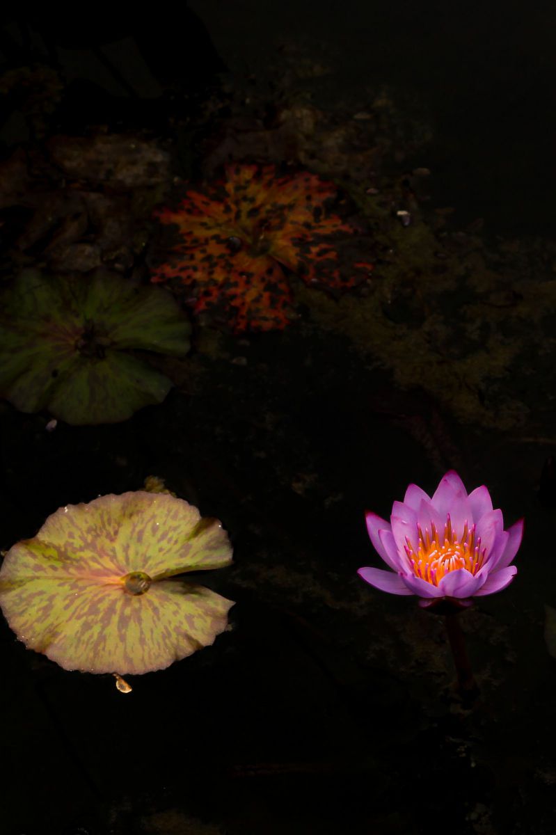 一輪の主張 | GANREF