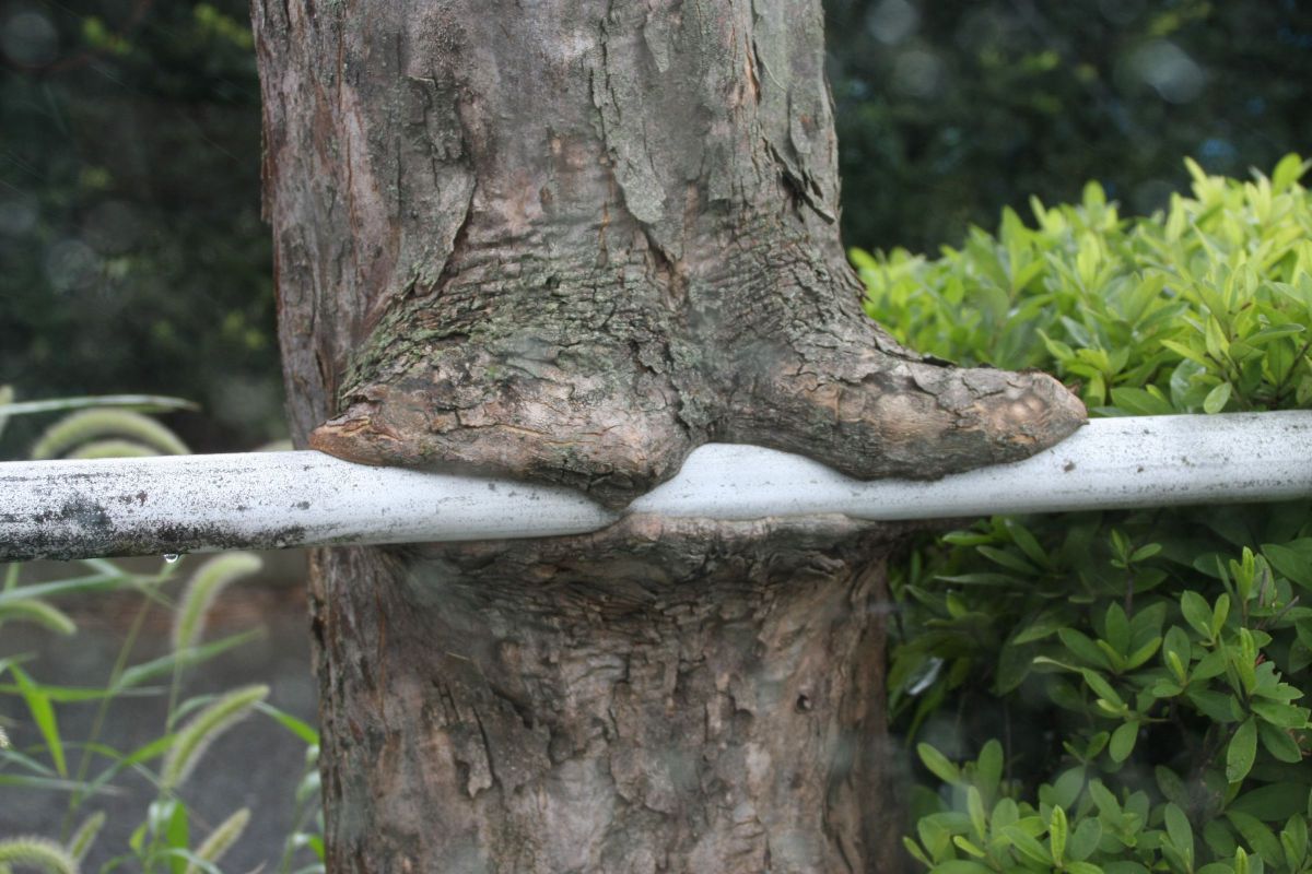 頬張る。 | GANREF