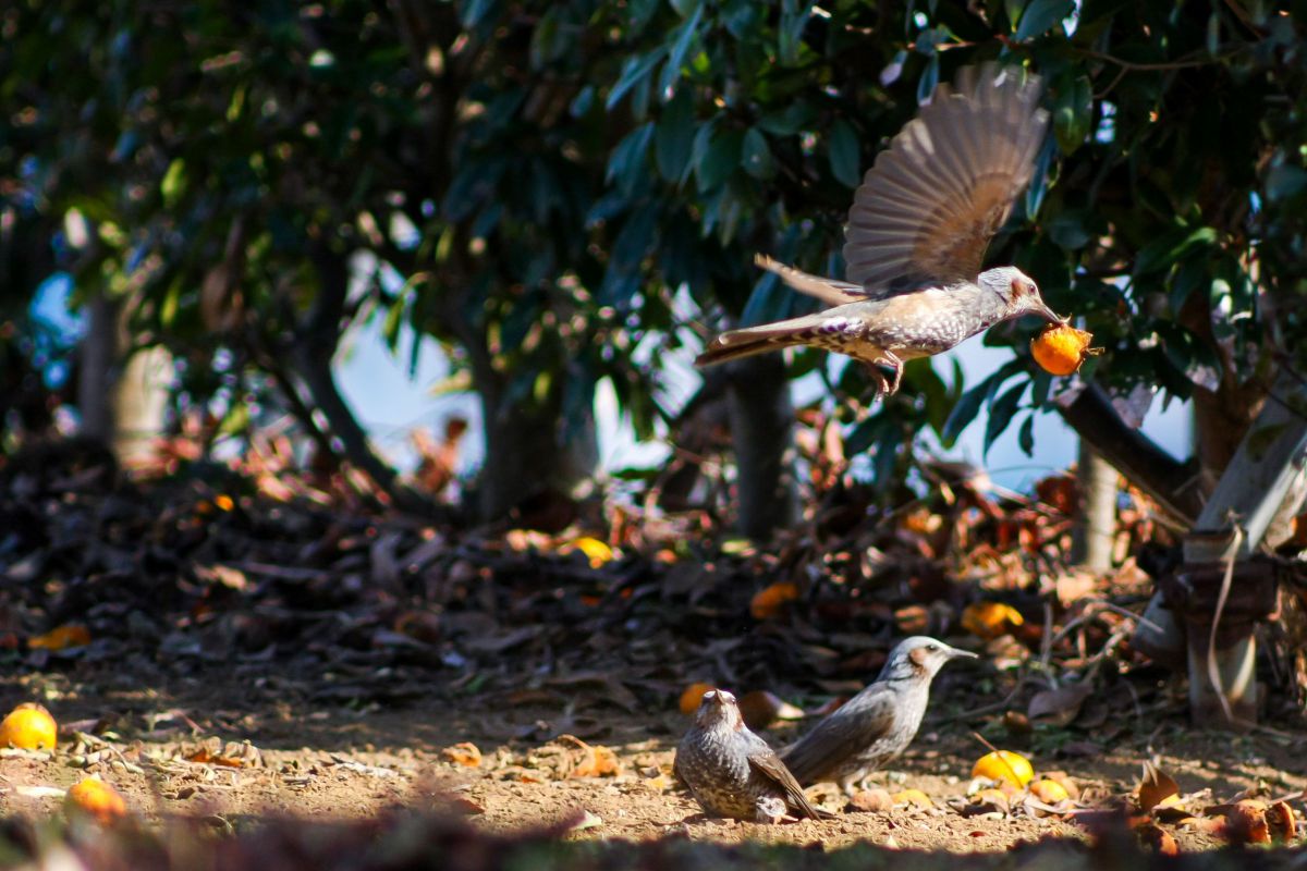 テイクアウト | GANREF