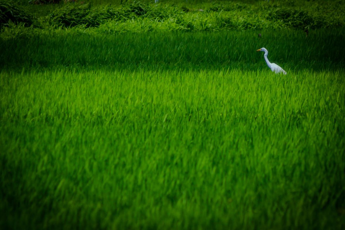 そろりそろり | GANREF