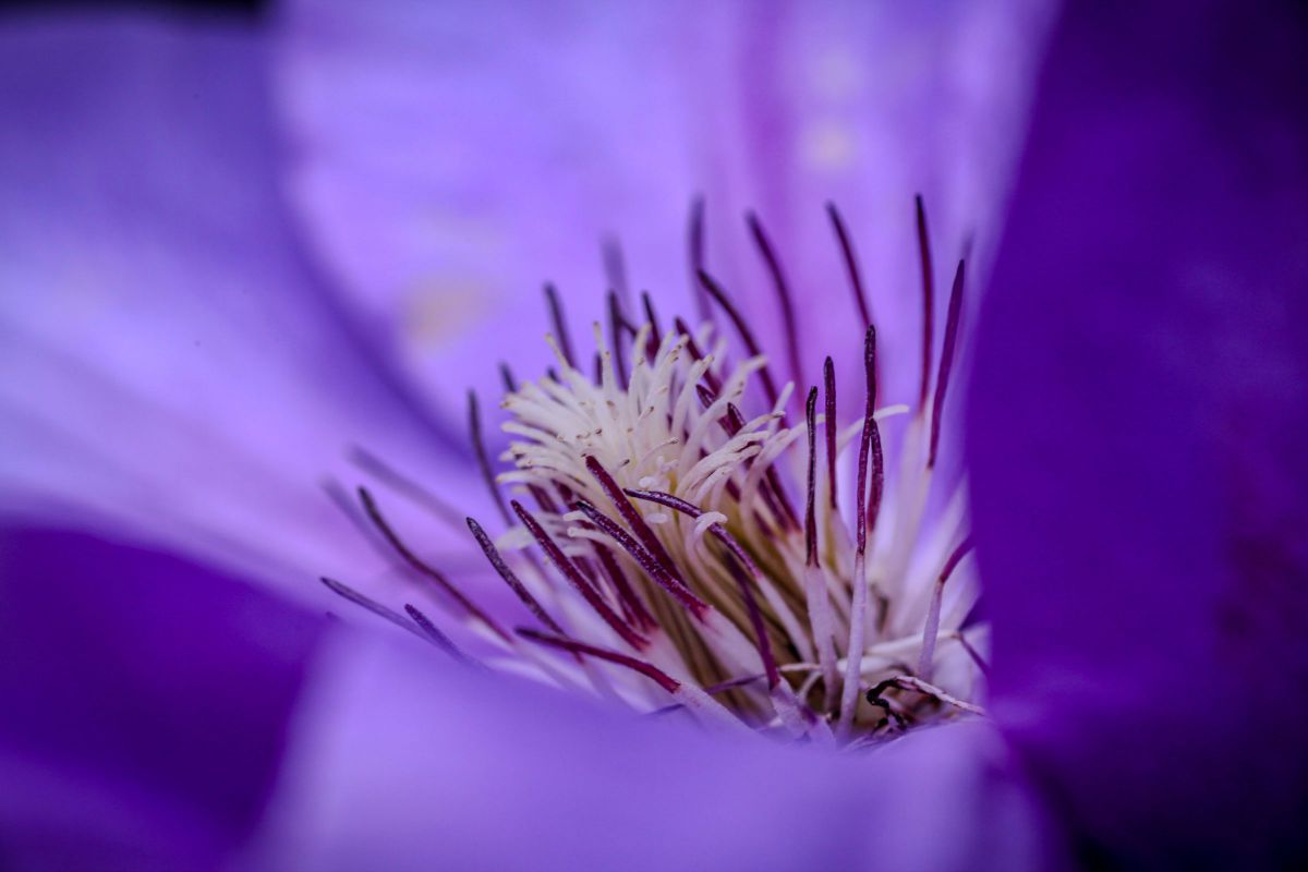 覗いてみよう！ | GANREF