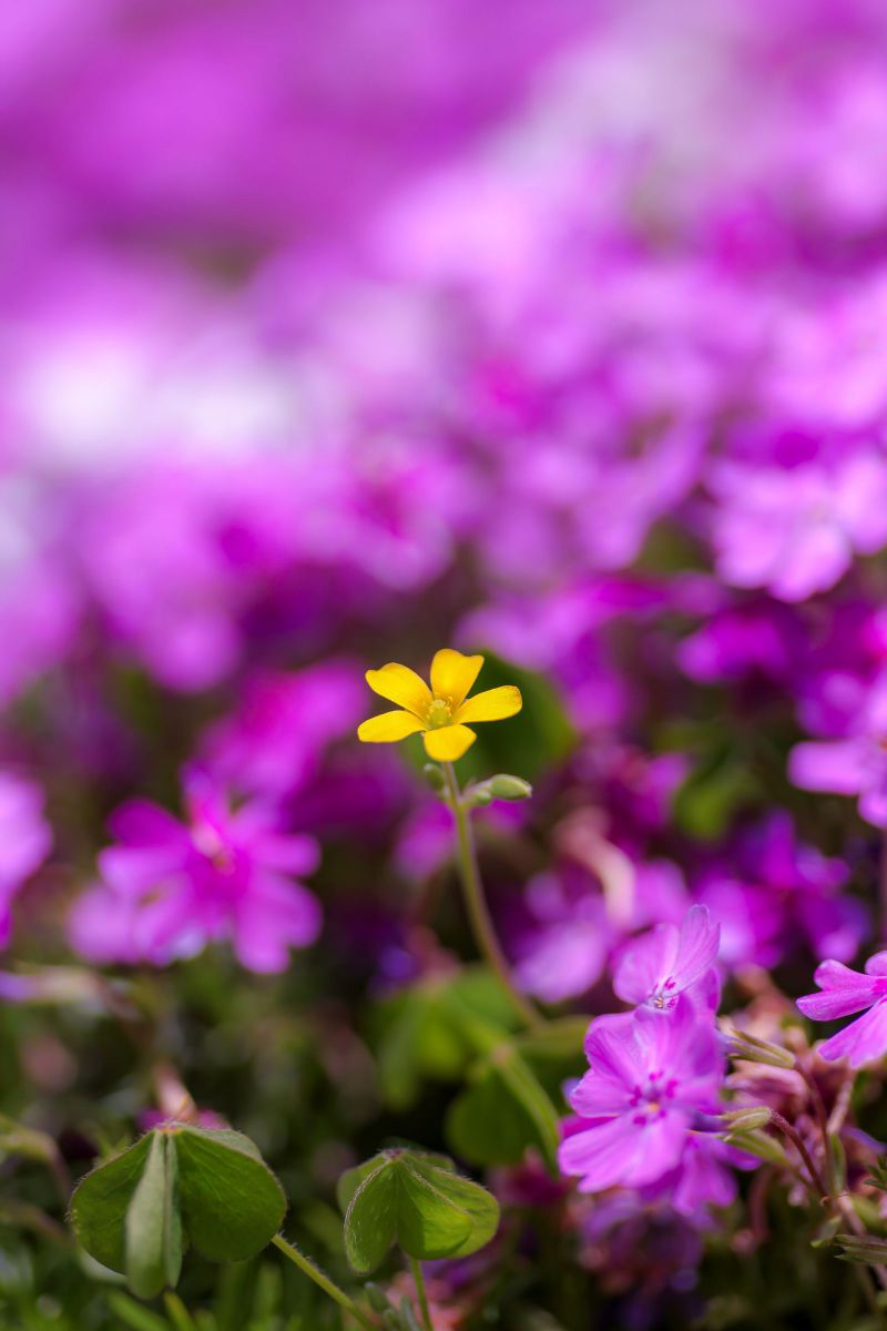 黄一点。 | GANREF