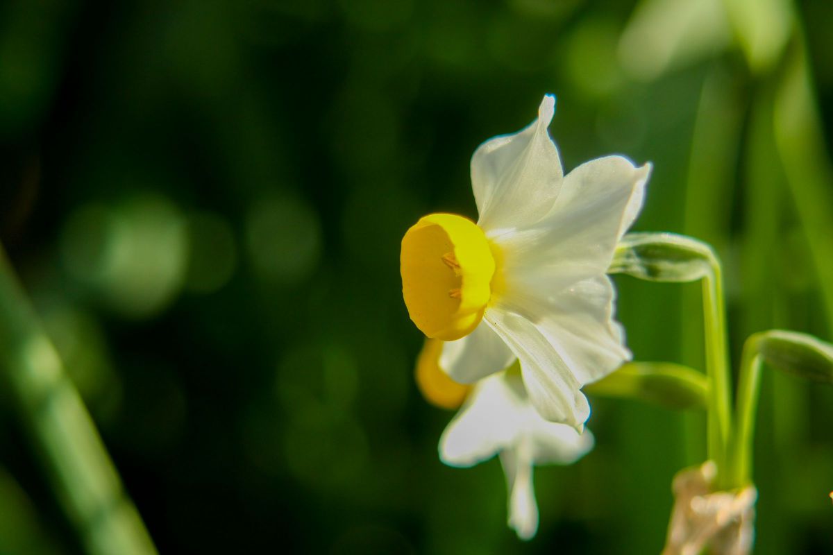 黄身が露わに😱 | GANREF